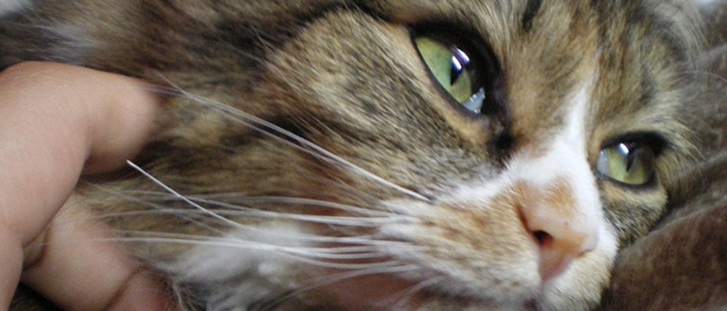 Cat Flu: Symptoms & Treatment | Perfect Fit™ UK