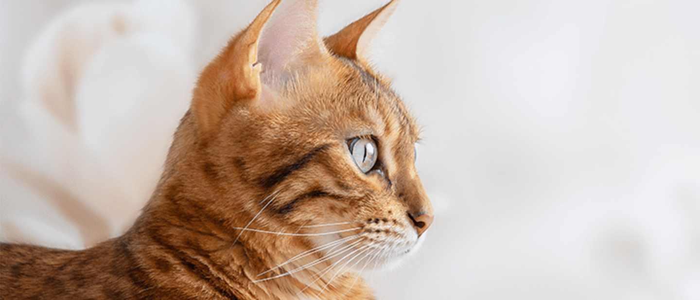 How Much Does A Cat Cost To Buy & Care For? | Perfect Fit™