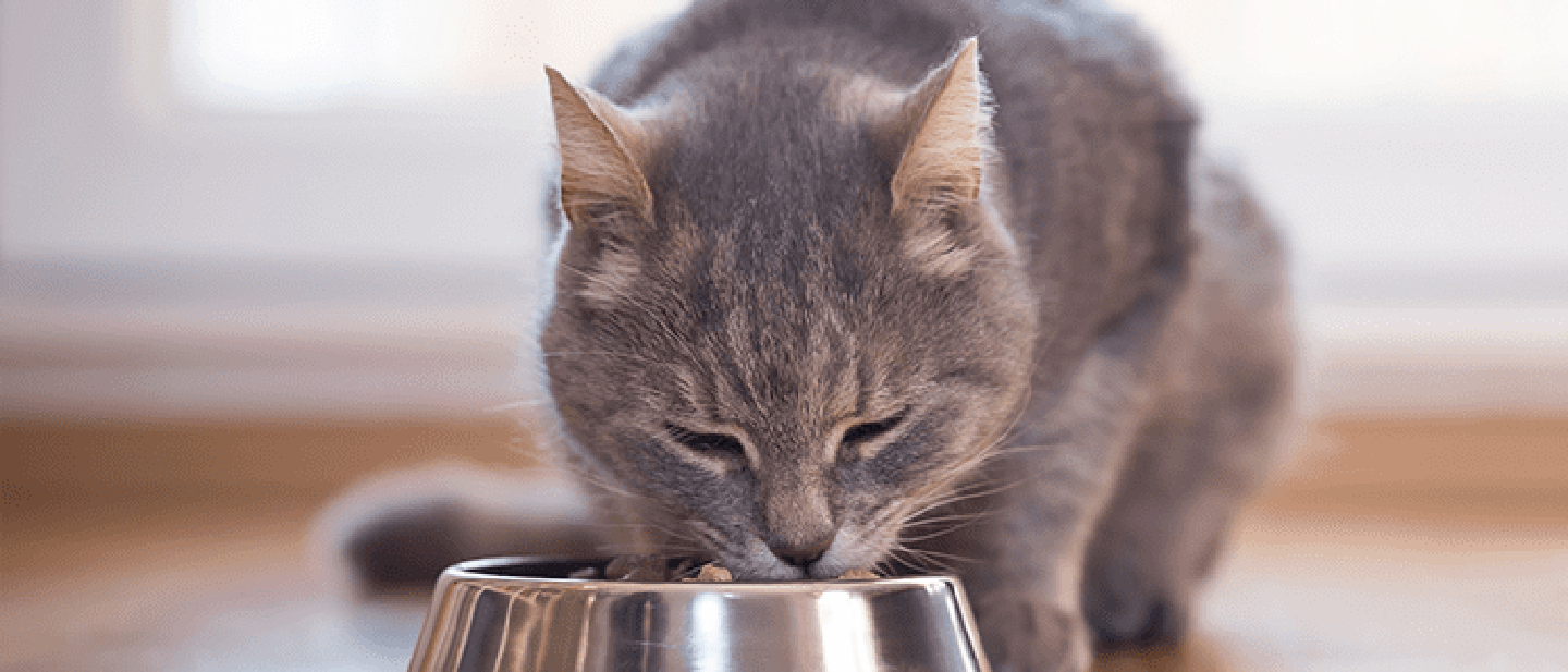 cats gastrointestinal problems