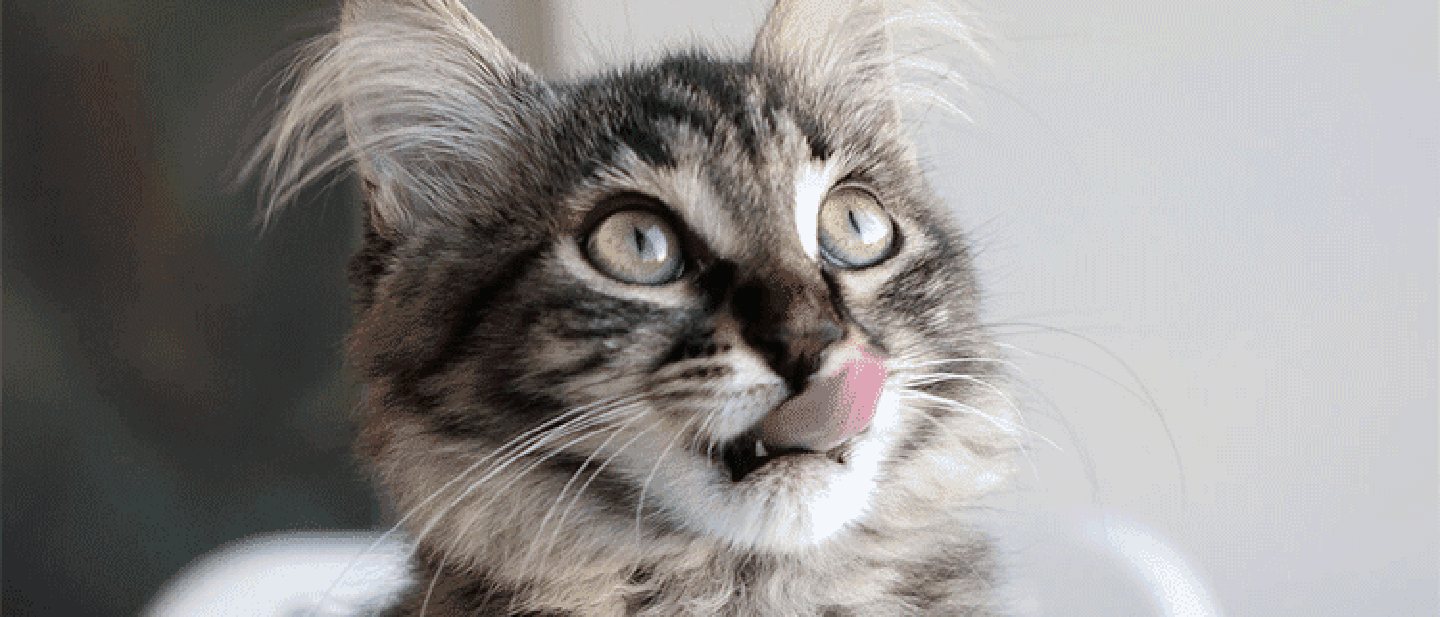 Feeding Light Tool for your Pet's Balanced Diet | PERFECT FIT™