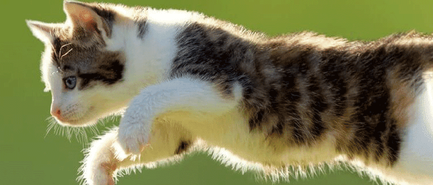 Pros and Cons of the Outdoor Life for Cats | PERFECT FIT™