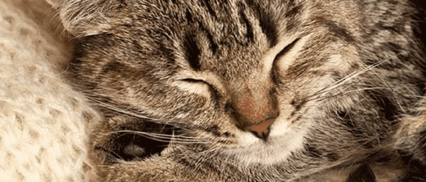 when do kittens fall asleep