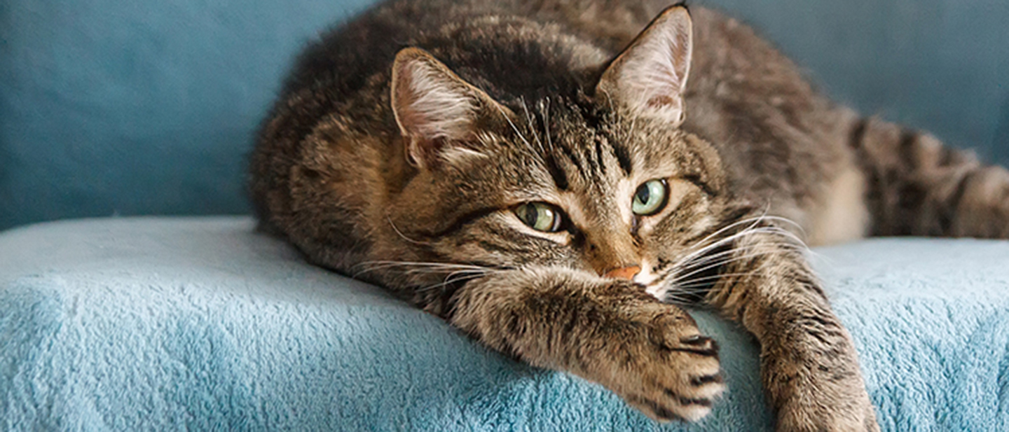 How Long Are Cats In Heat? A Quick Guide | Perfect Fit™ UK