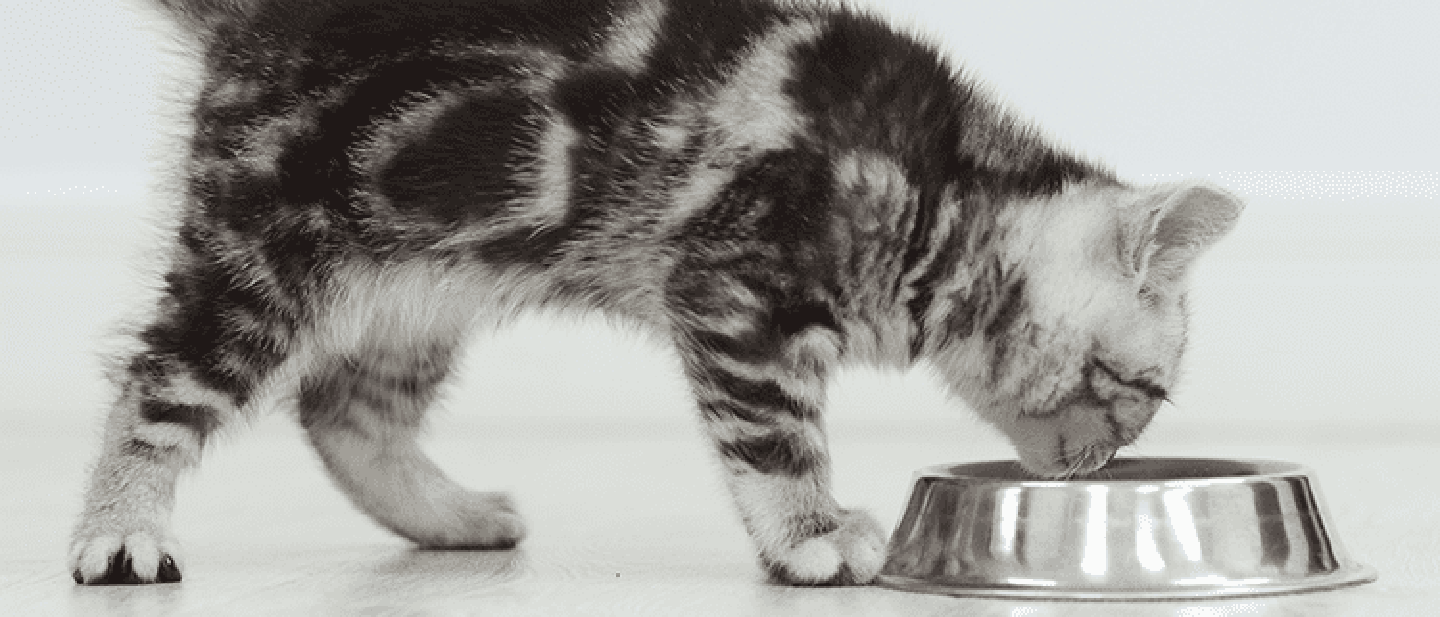 How Much To Feed a Kitten? Kitten Feeding Guide | Perfect Fit™