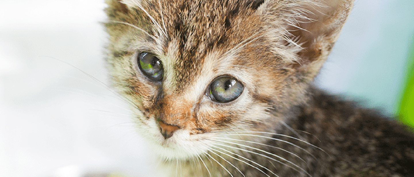 kitten teething behaviour